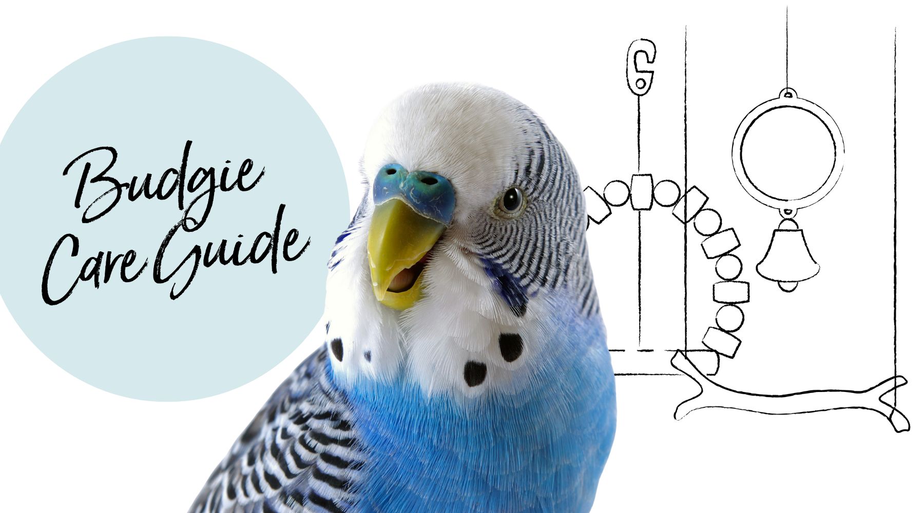 A Beginner’s Guide to Budgie Care – Kiwi Petz