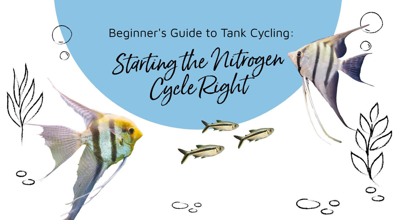 Beginner's Guide to Tank Cycling: Starting the Nitrogen Cycle Right ...