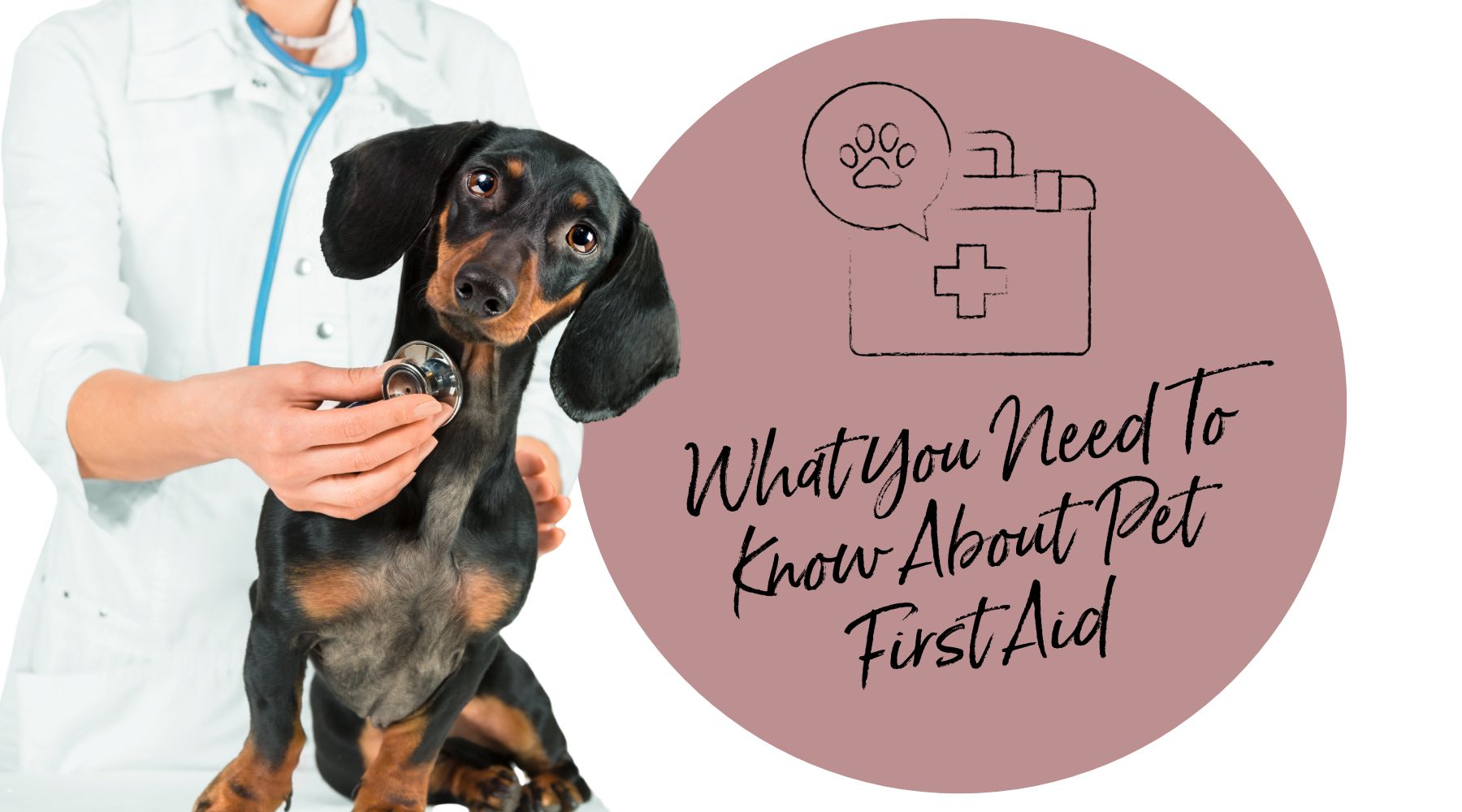 Pet First Aid Basics: What Every Pet Owner Should Know – Kiwi Petz